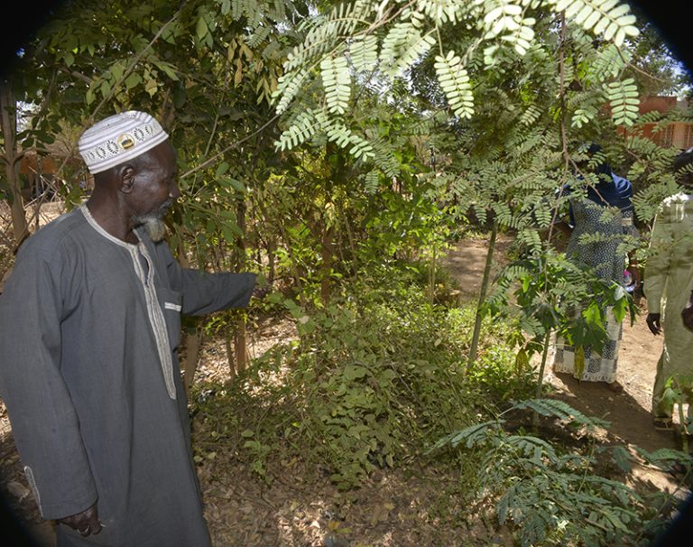 Le Néré, une plante aux vertus inestimables en voie de disparition – Le ...