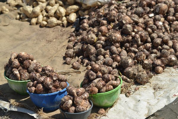 Le taro : Un tubercule aux multiples vertus – Le Sahel