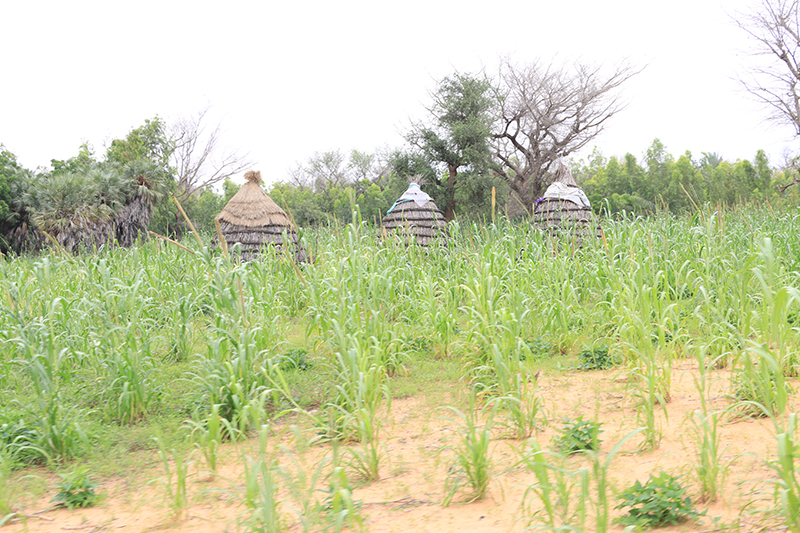 Karma Zarma Boboye : Un village riche de ses potentialités agricoles ...